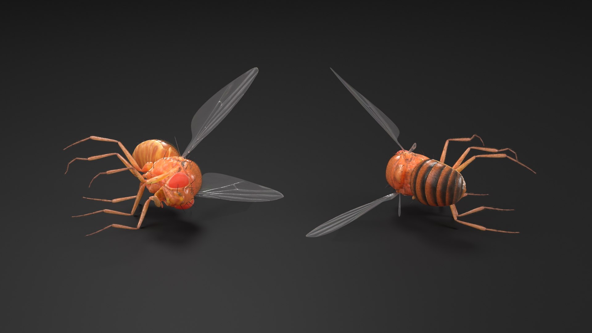 3D Drosophila Dead Fur Model - TurboSquid 2359905