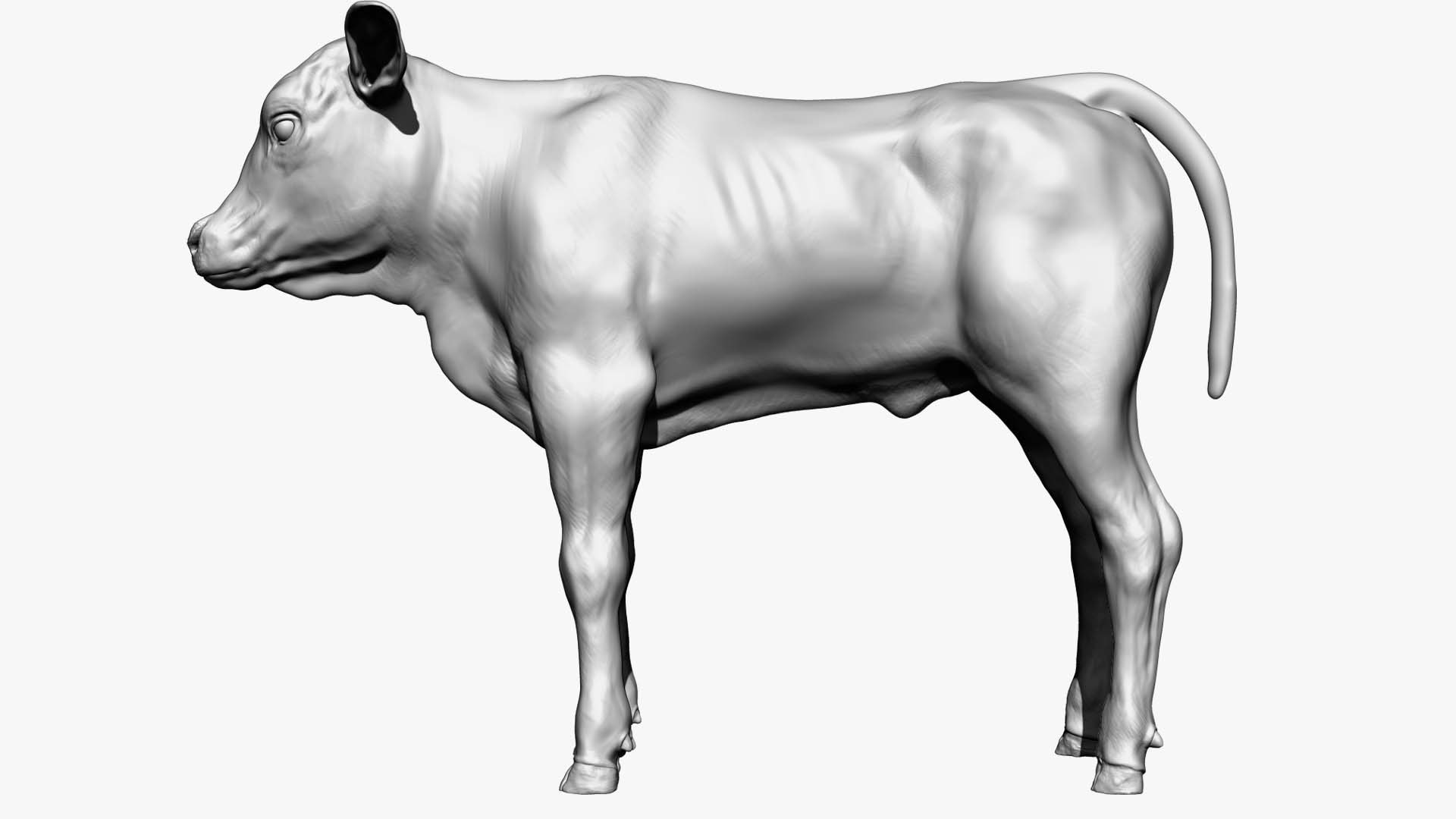 Calf 3D Model - TurboSquid 1804074