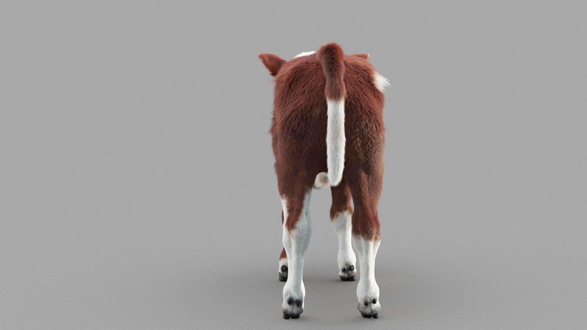 Calf 3D Model - TurboSquid 1804074
