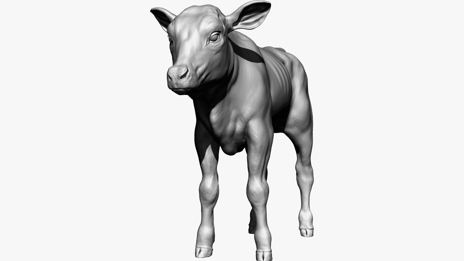 Calf 3D Model - TurboSquid 1804074