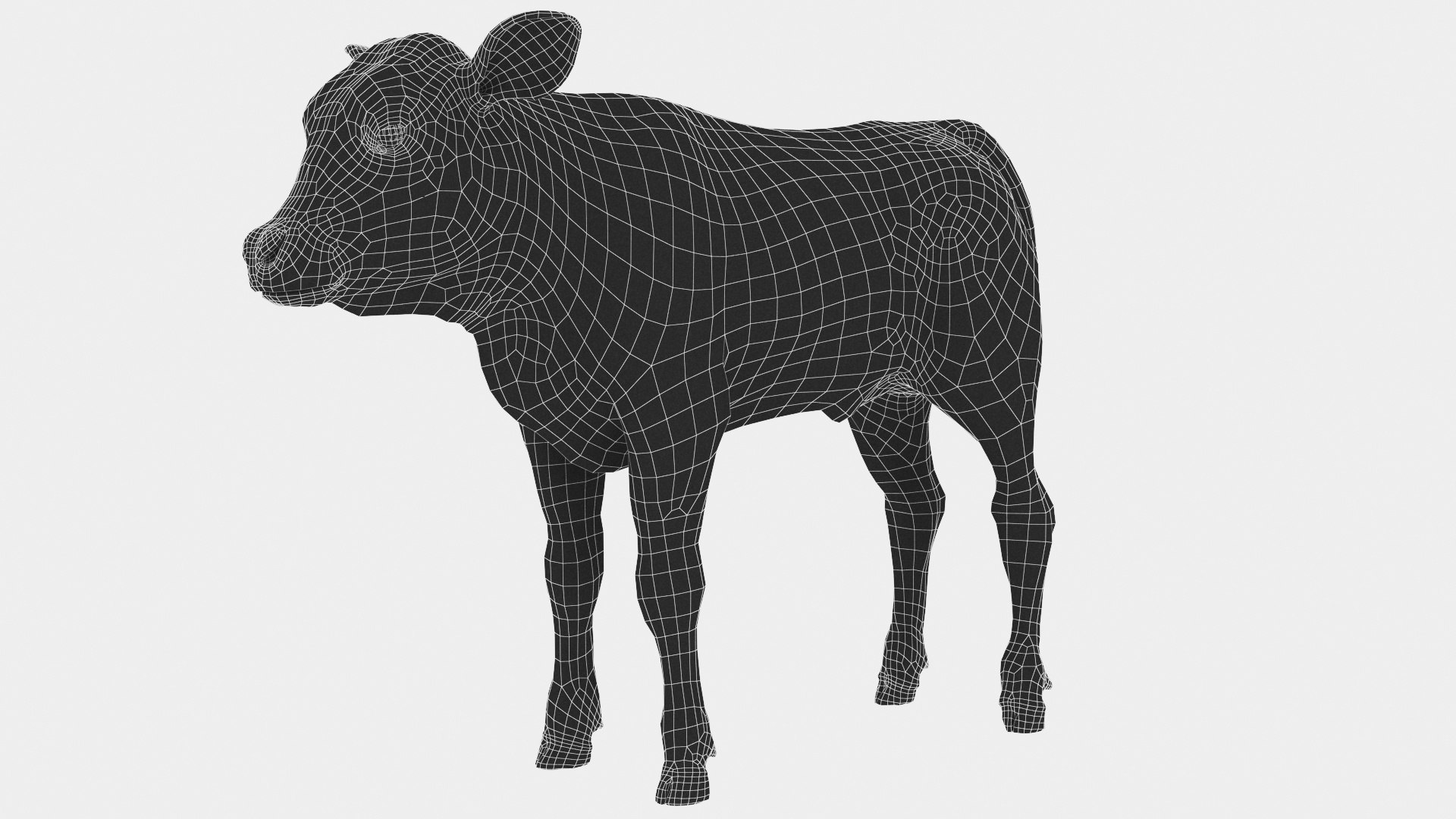 Calf 3D Model - TurboSquid 1804074