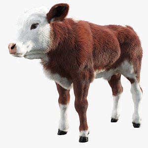 3D Calf Models | TurboSquid