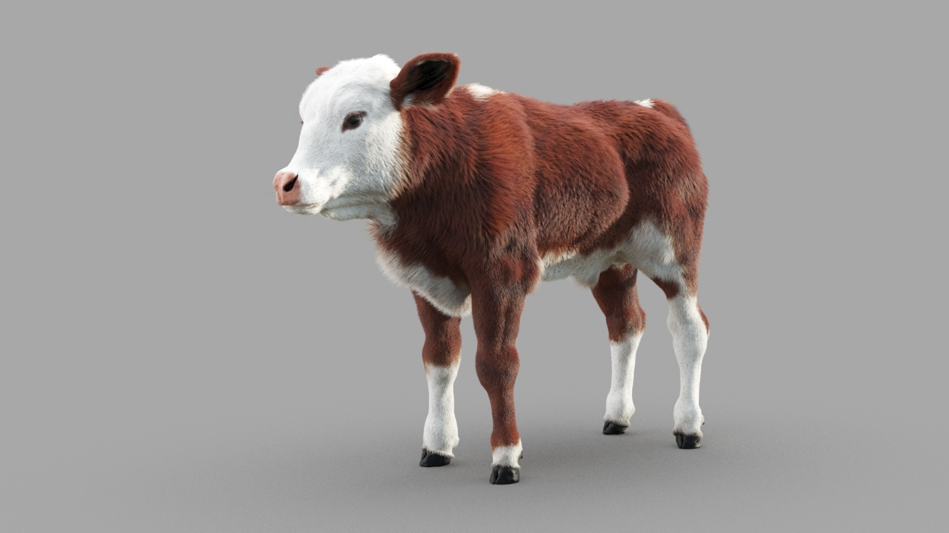 Calf 3D Model - TurboSquid 1804074