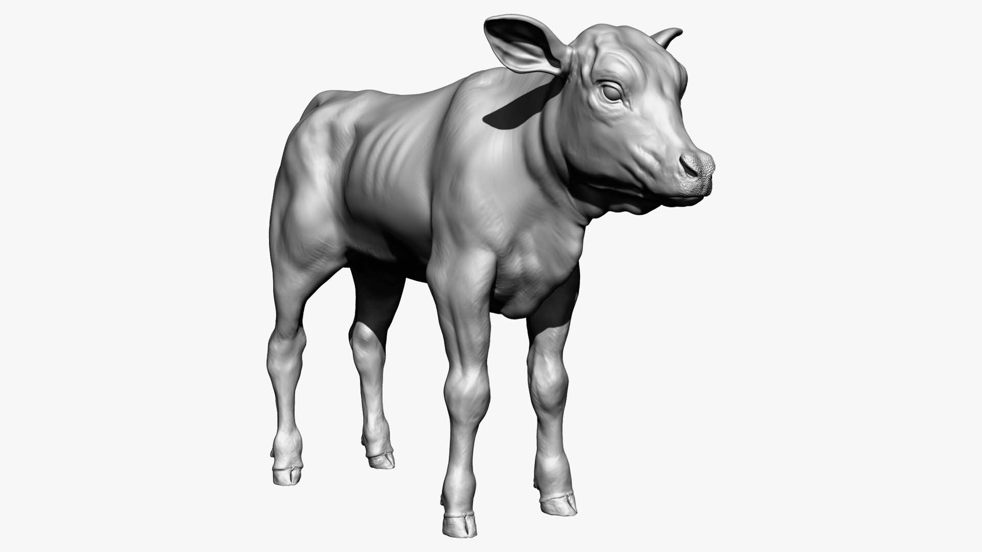 Calf 3D Model - TurboSquid 1804074