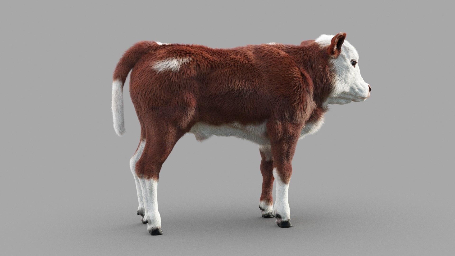 Calf 3D Model - TurboSquid 1804074