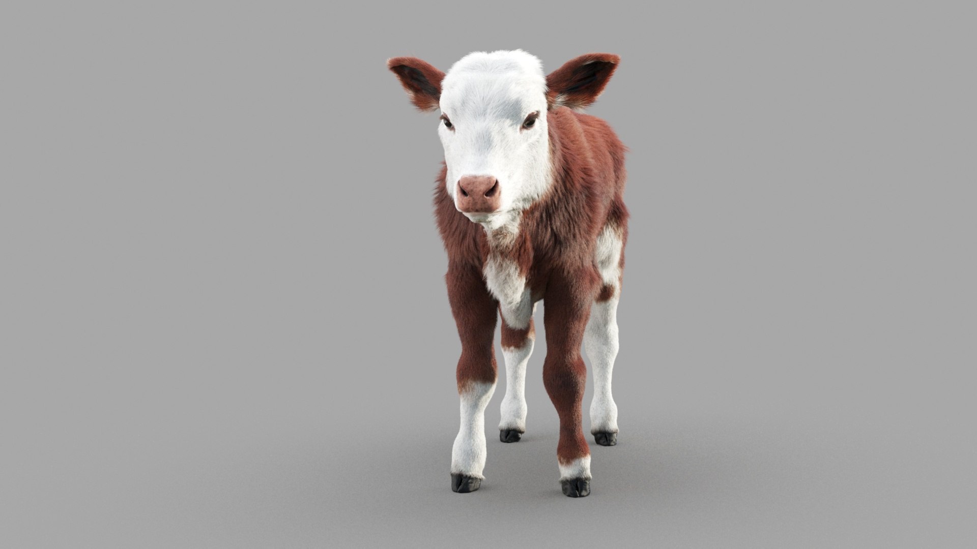 Calf 3D Model - TurboSquid 1804074