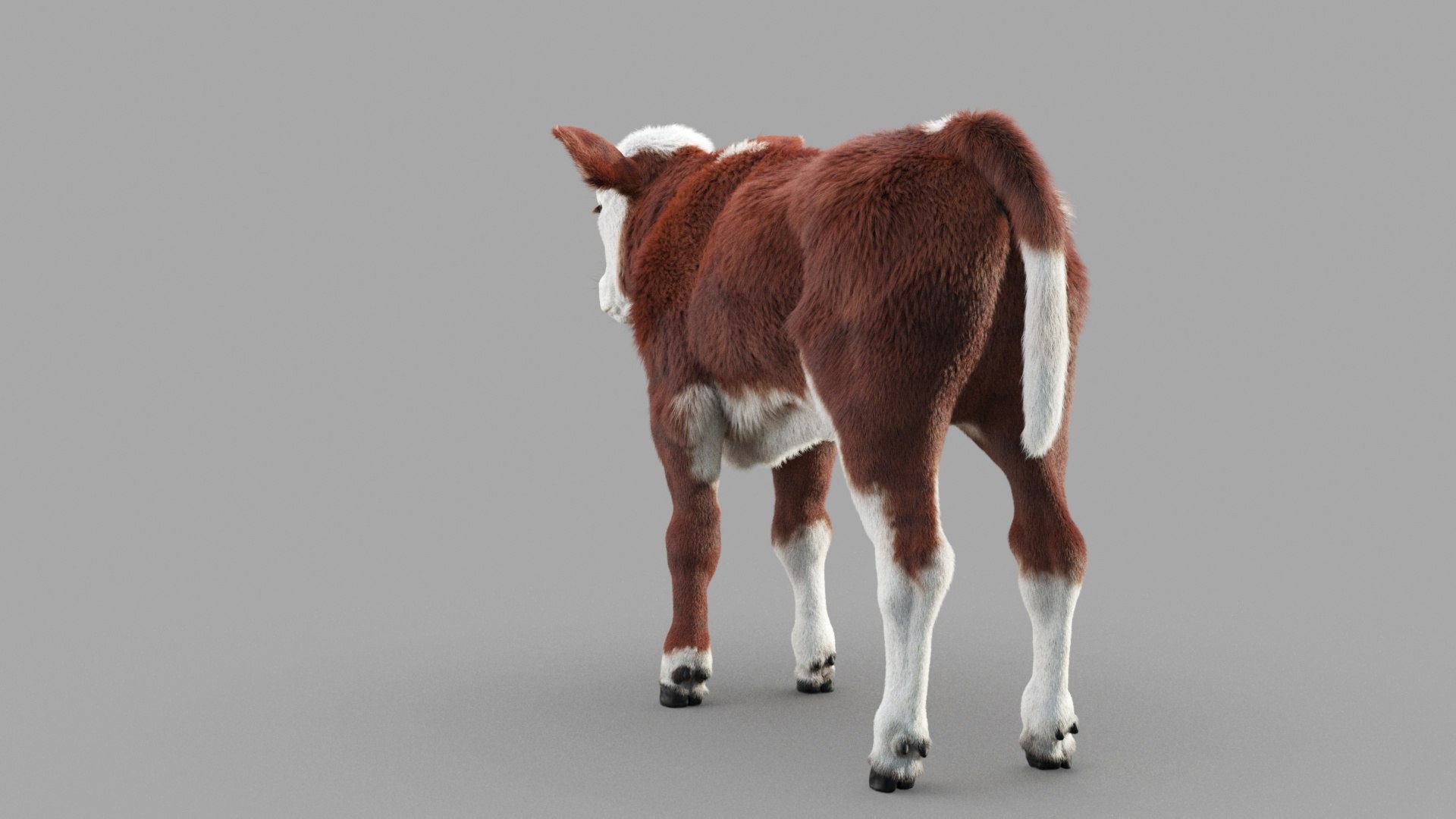 Calf 3D Model - TurboSquid 1804074
