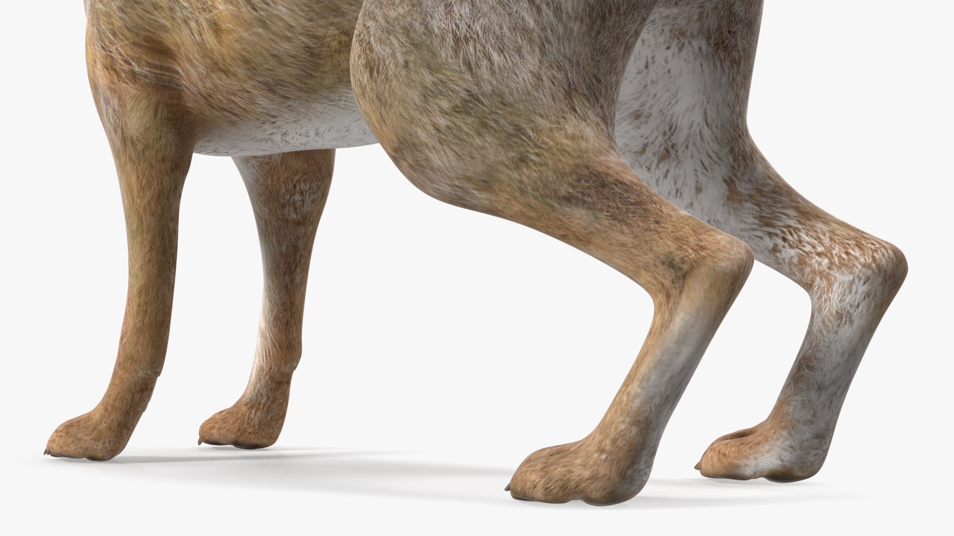 3D European Hare Model - TurboSquid 2130077