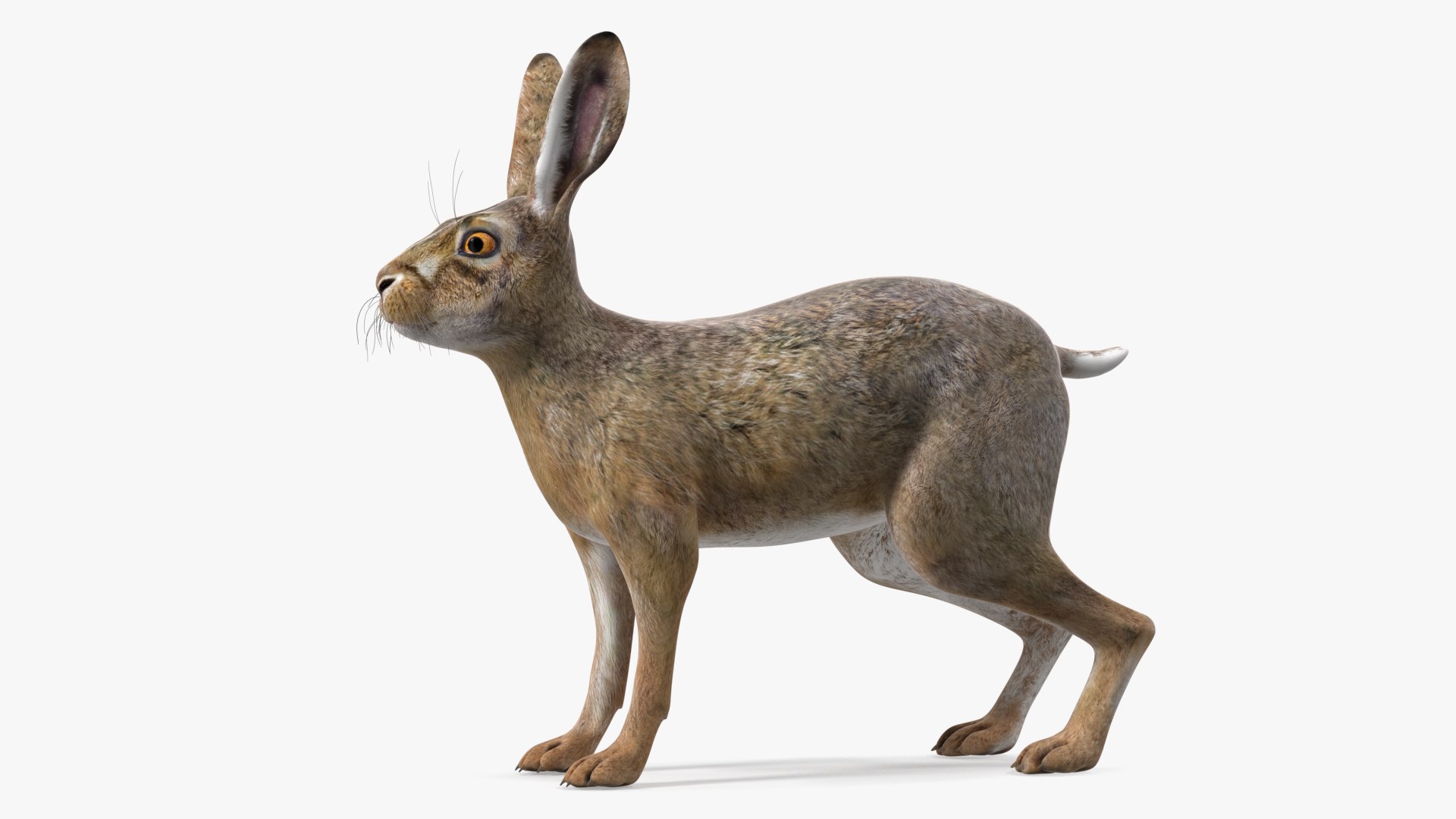 3D European Hare Model - TurboSquid 2130077