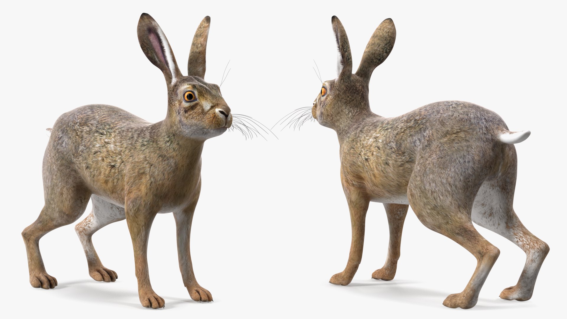 3D European Hare Model - TurboSquid 2130077