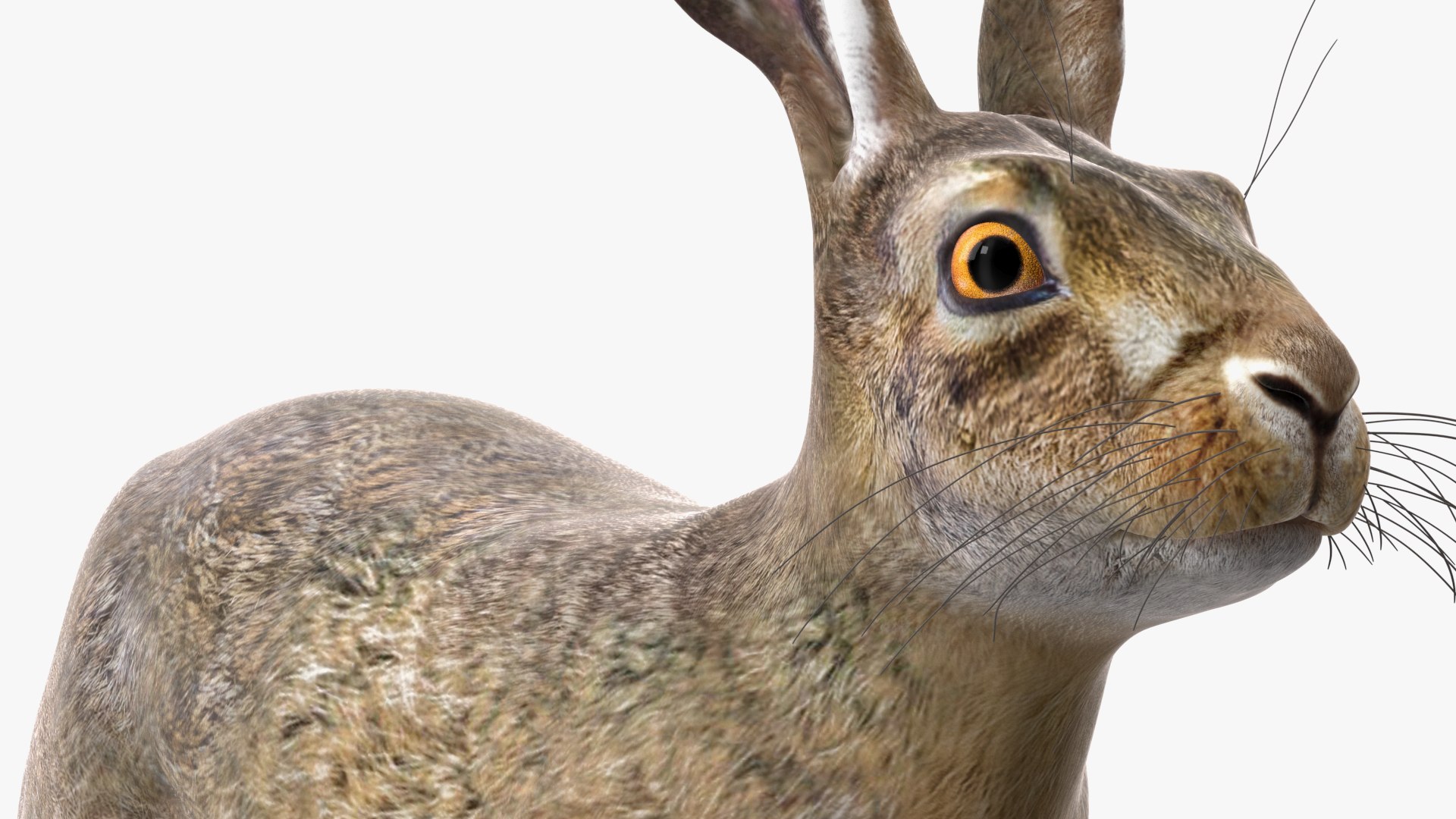 3D European Hare Model - TurboSquid 2130077