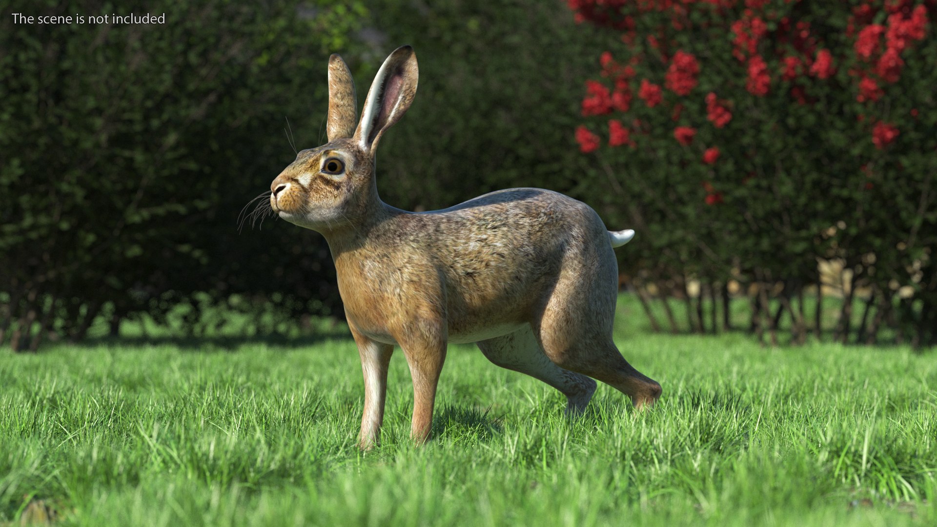 3D European Hare Model - TurboSquid 2130077