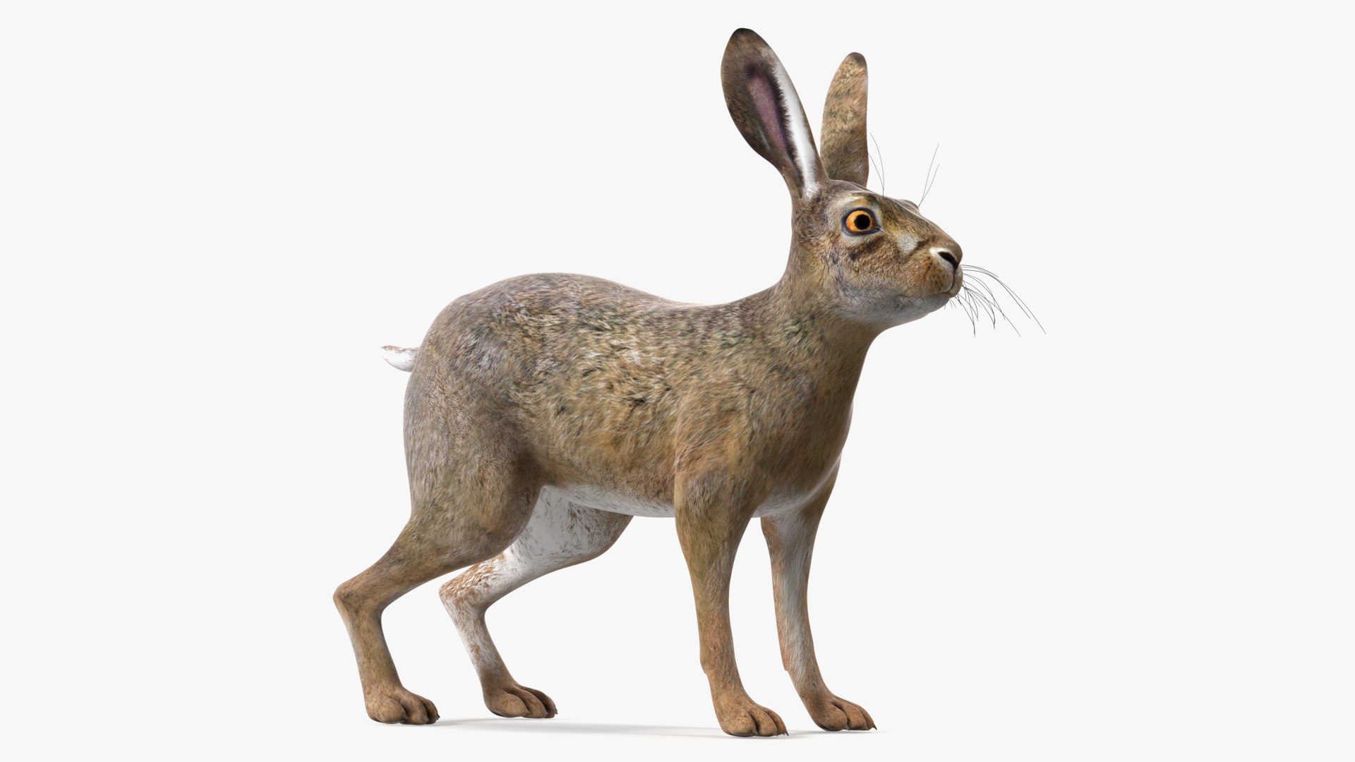 3D European Hare model - TurboSquid 2130077