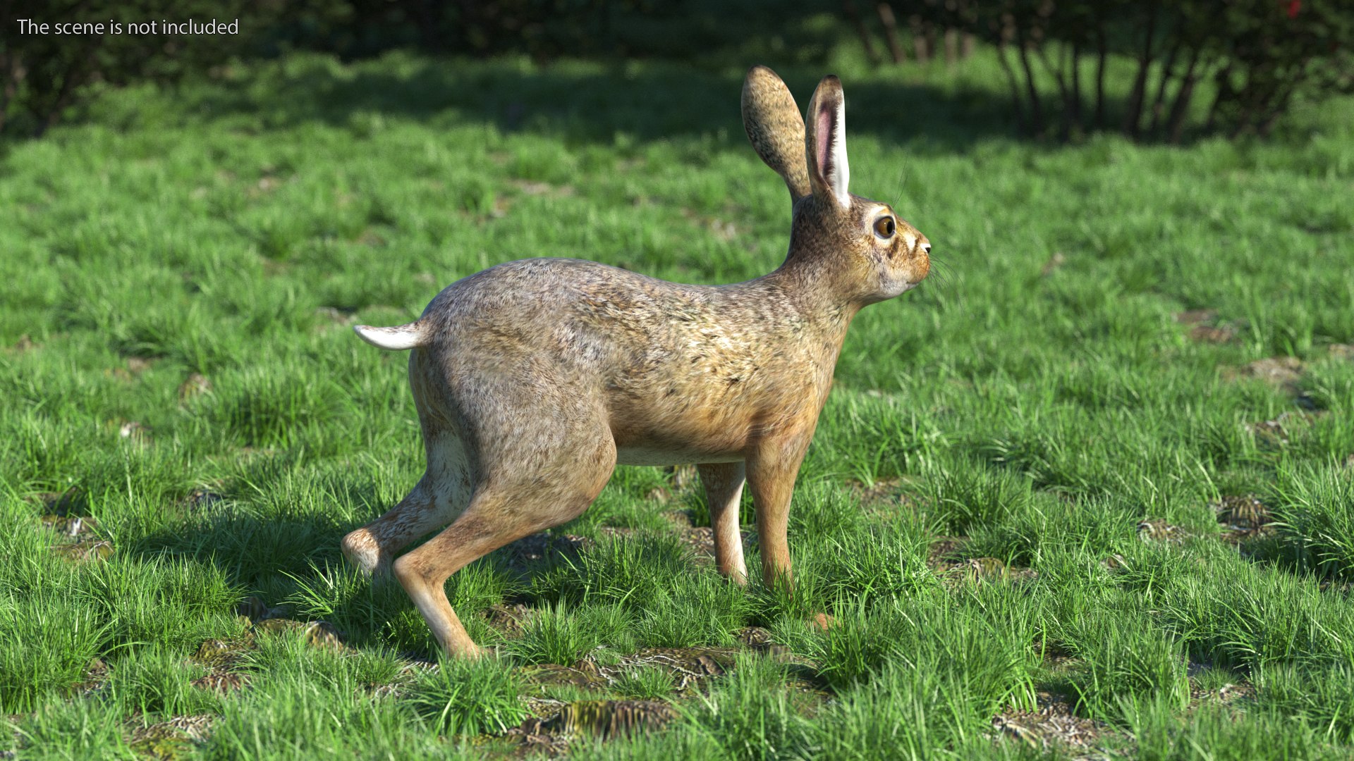 3D European Hare Model - TurboSquid 2130077
