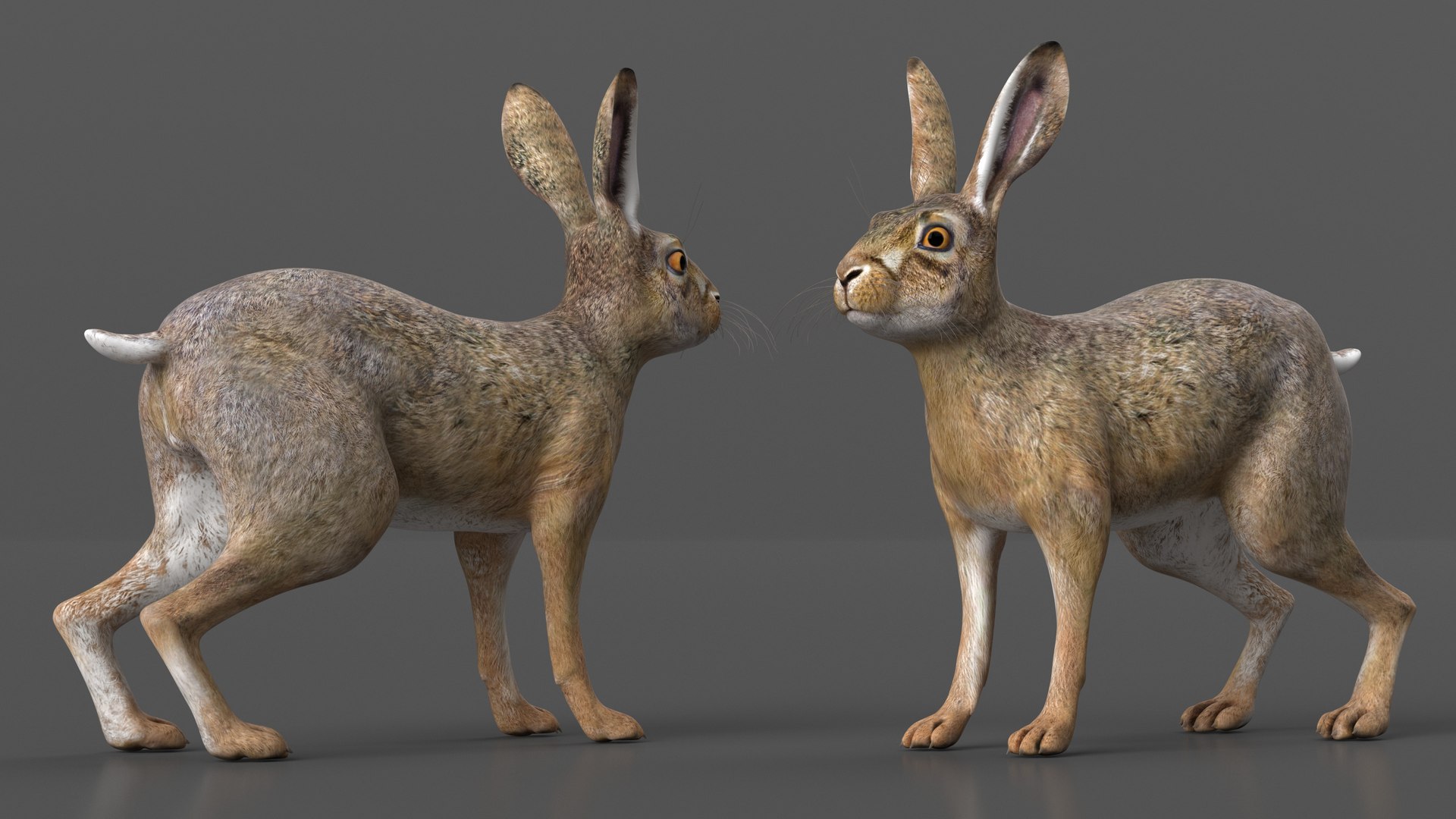 3D European Hare Model - TurboSquid 2130077