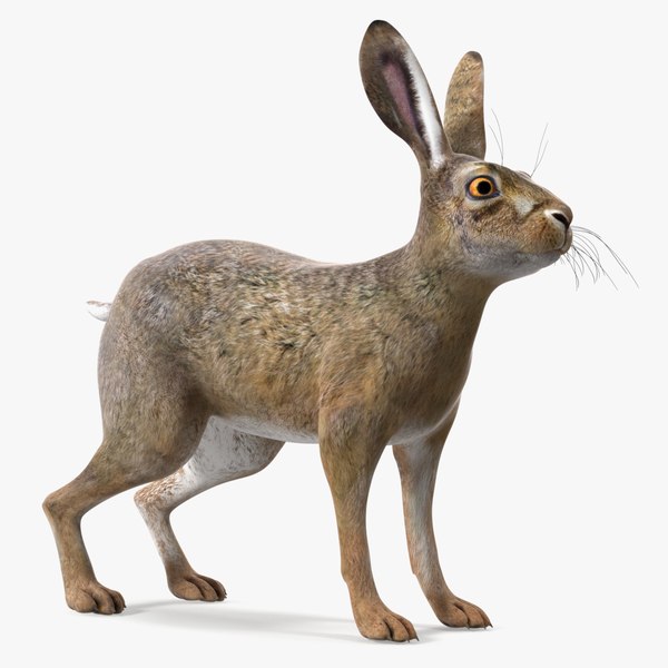 Free 3D Rabbit Models | TurboSquid