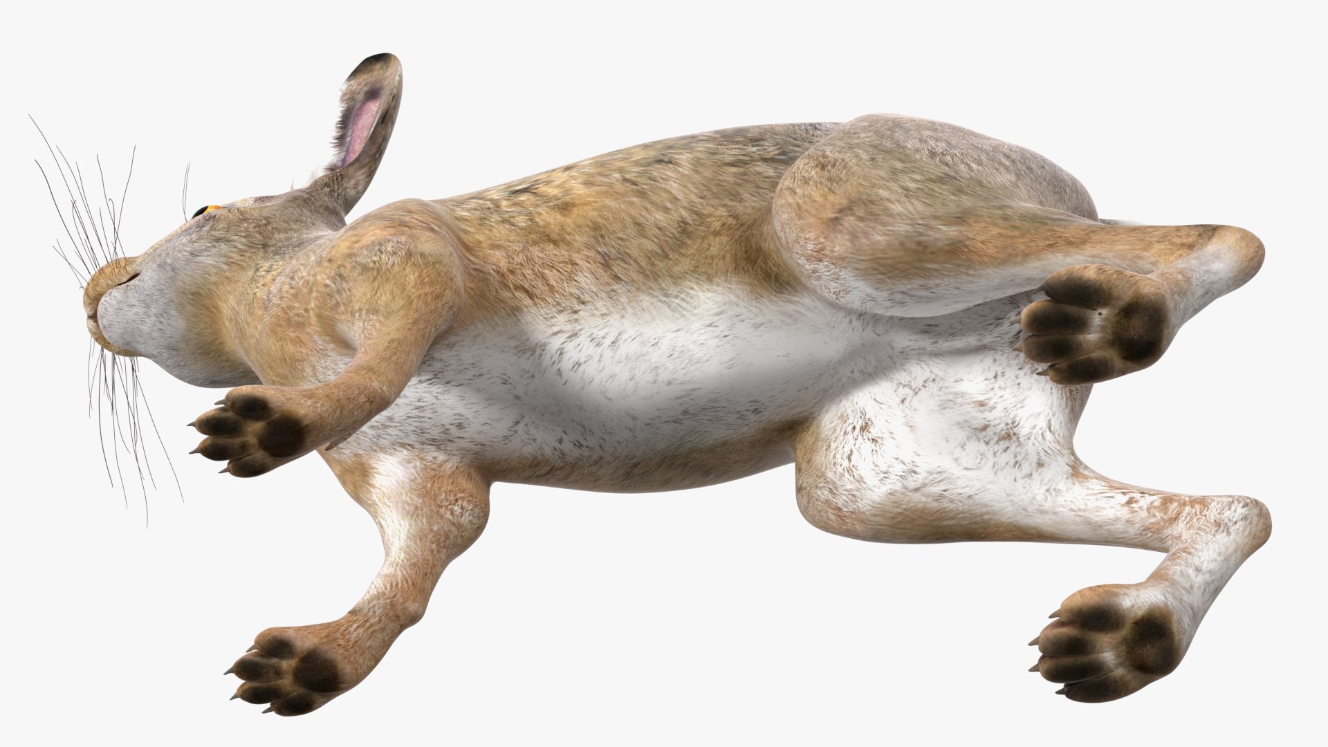 3D European Hare Model - TurboSquid 2130077