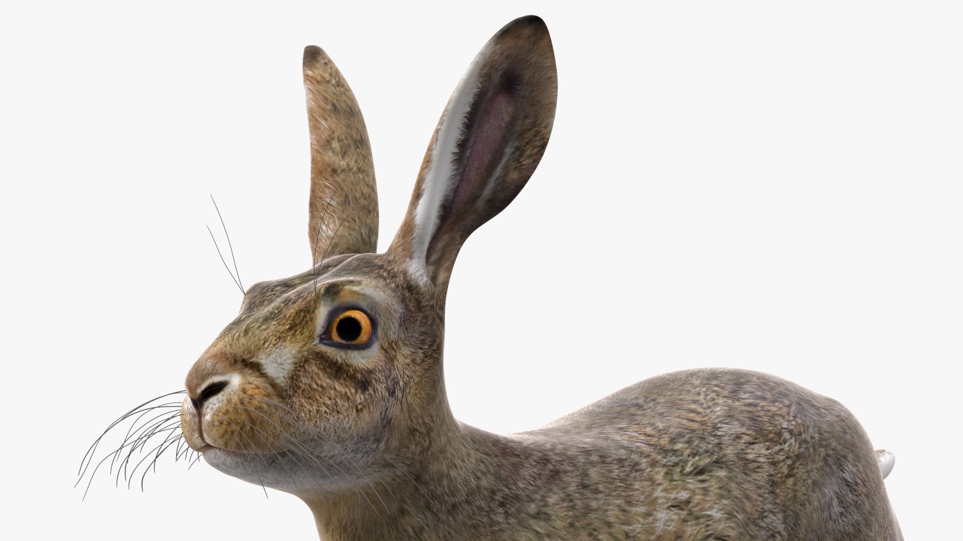 3D European Hare Model - TurboSquid 2130077