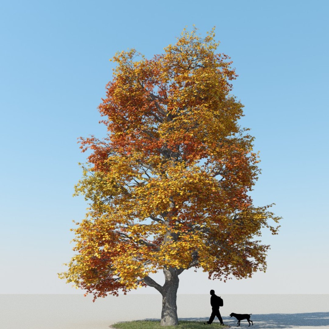 3d Realistic Maple Trees Autumn Model