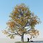3d Realistic Maple Trees Autumn Model