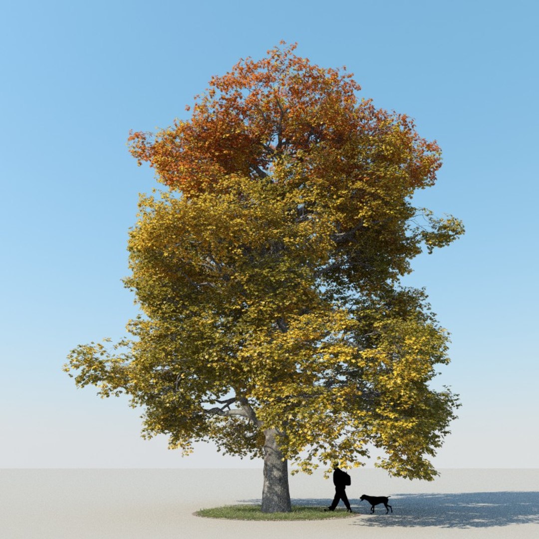 3d Realistic Maple Trees Autumn Model