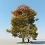 3d Realistic Maple Trees Autumn Model
