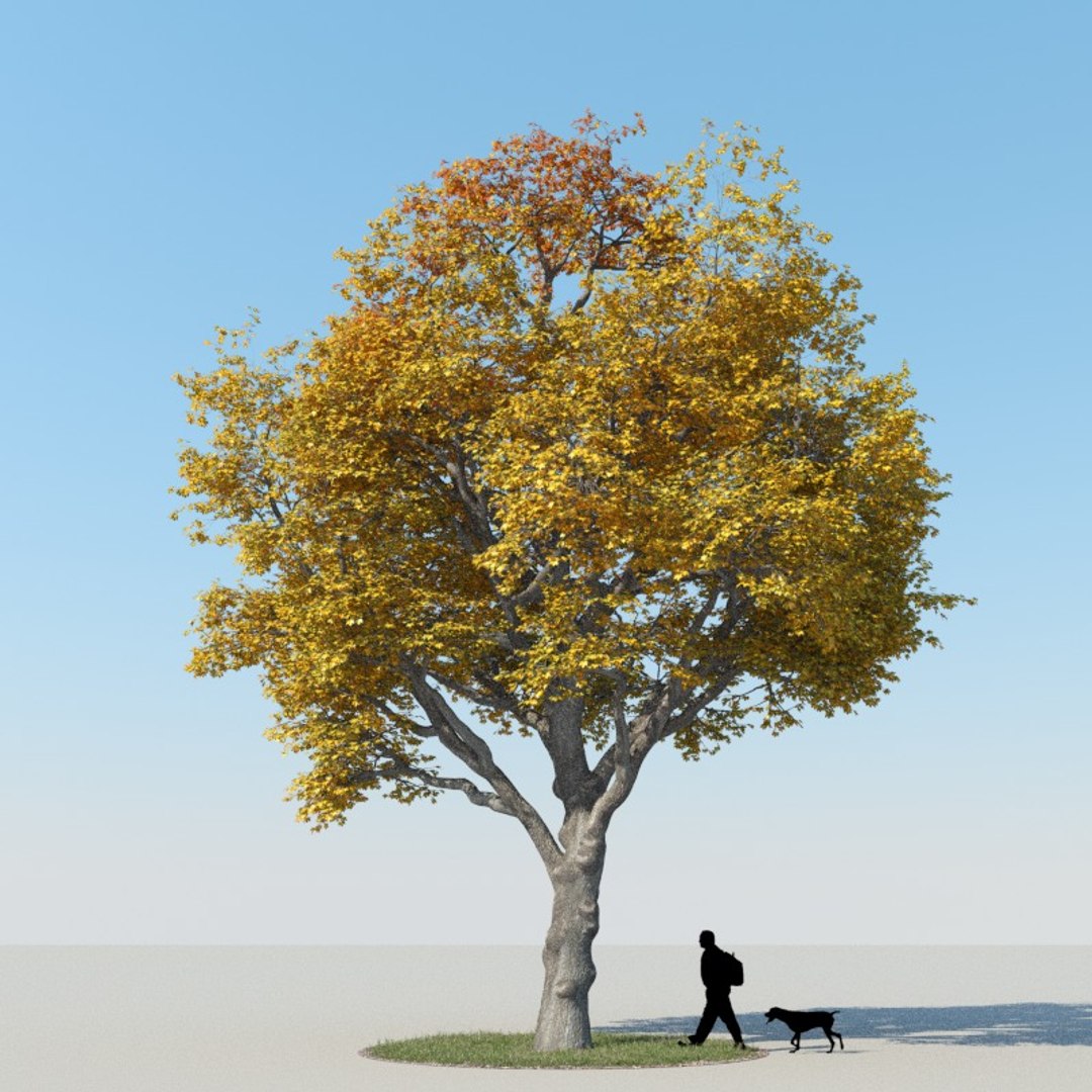 3d Realistic Maple Trees Autumn Model