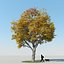 3d Realistic Maple Trees Autumn Model