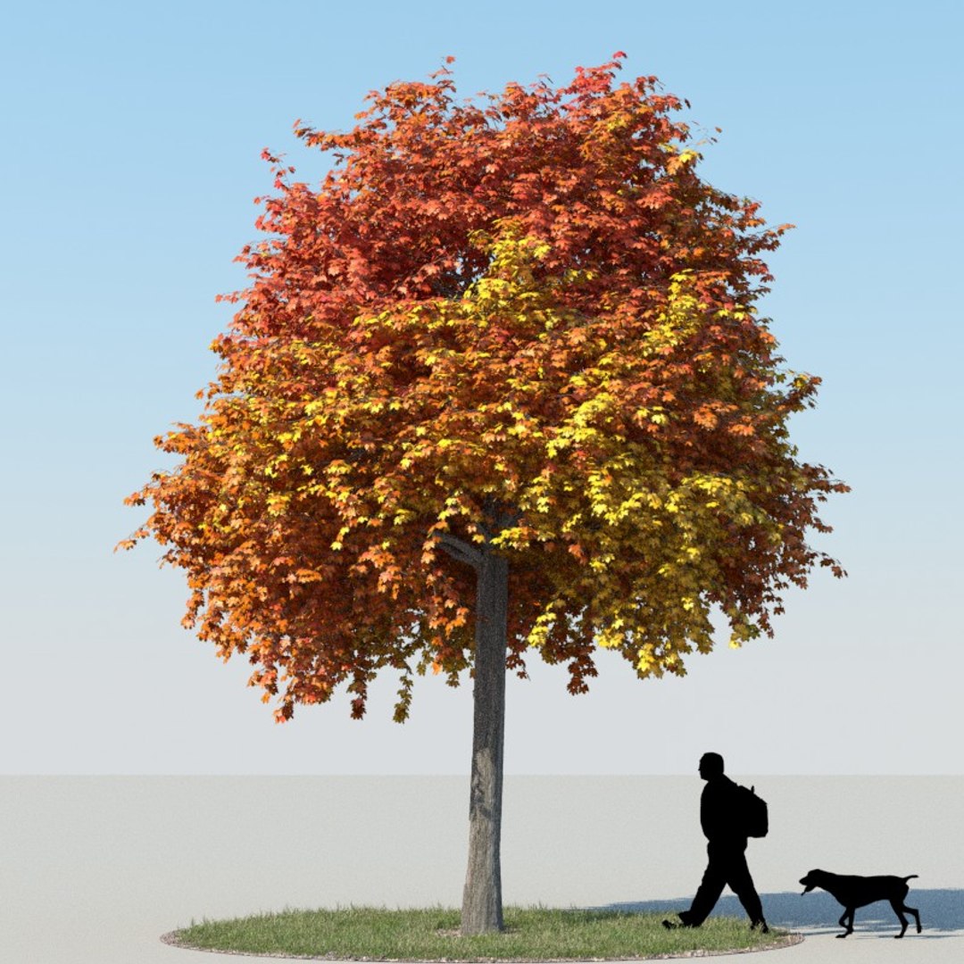 3d Realistic Maple Trees Autumn Model