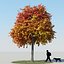 3d Realistic Maple Trees Autumn Model