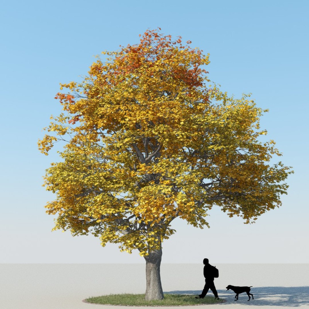 3d Realistic Maple Trees Autumn Model