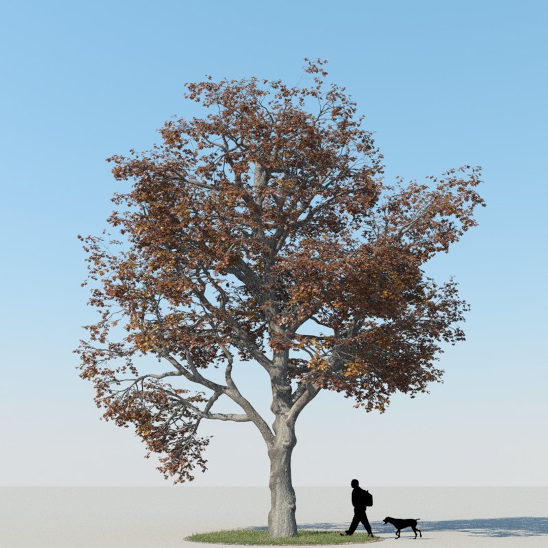 3d Realistic Maple Trees Autumn Model
