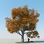 3d Realistic Maple Trees Autumn Model