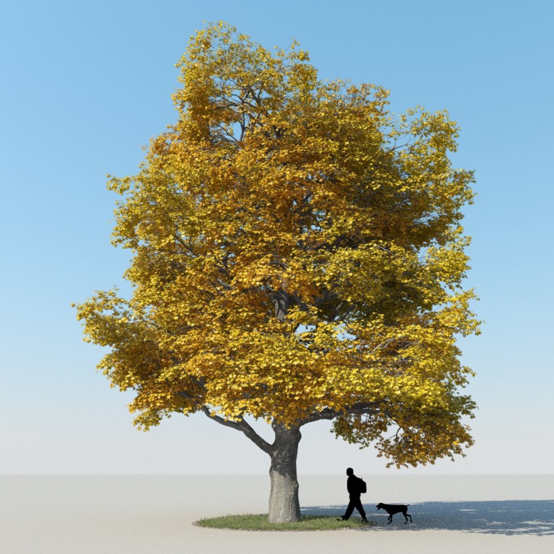 3d Realistic Maple Trees Autumn Model