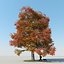 3d Realistic Maple Trees Autumn Model