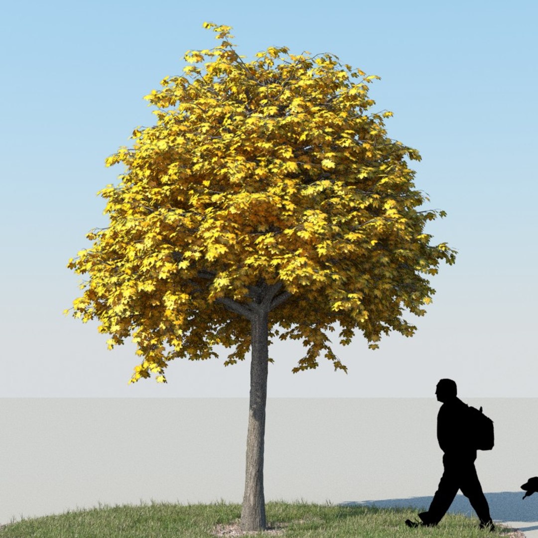 3d Realistic Maple Trees Autumn Model