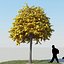 3d Realistic Maple Trees Autumn Model