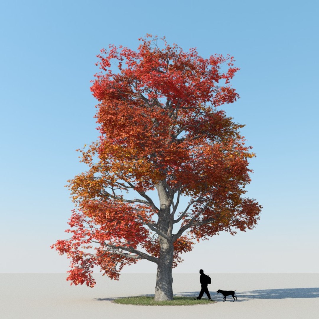 3d Realistic Maple Trees Autumn Model