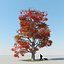 3d Realistic Maple Trees Autumn Model