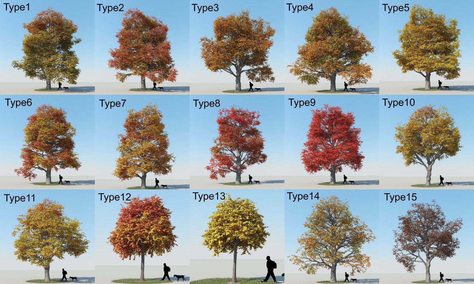 Types Of Maple Trees