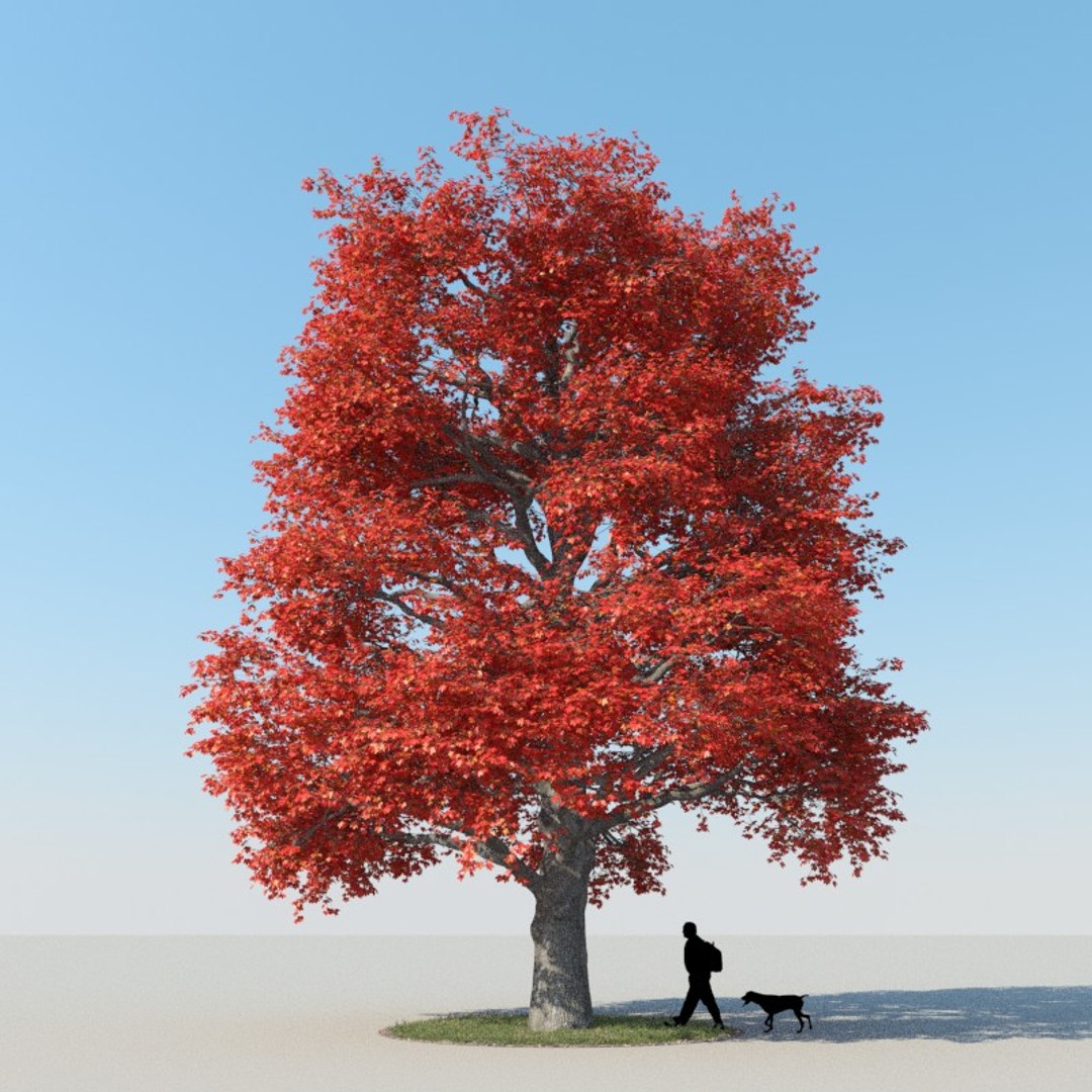 3d Realistic Maple Trees Autumn Model
