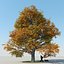 3d Realistic Maple Trees Autumn Model