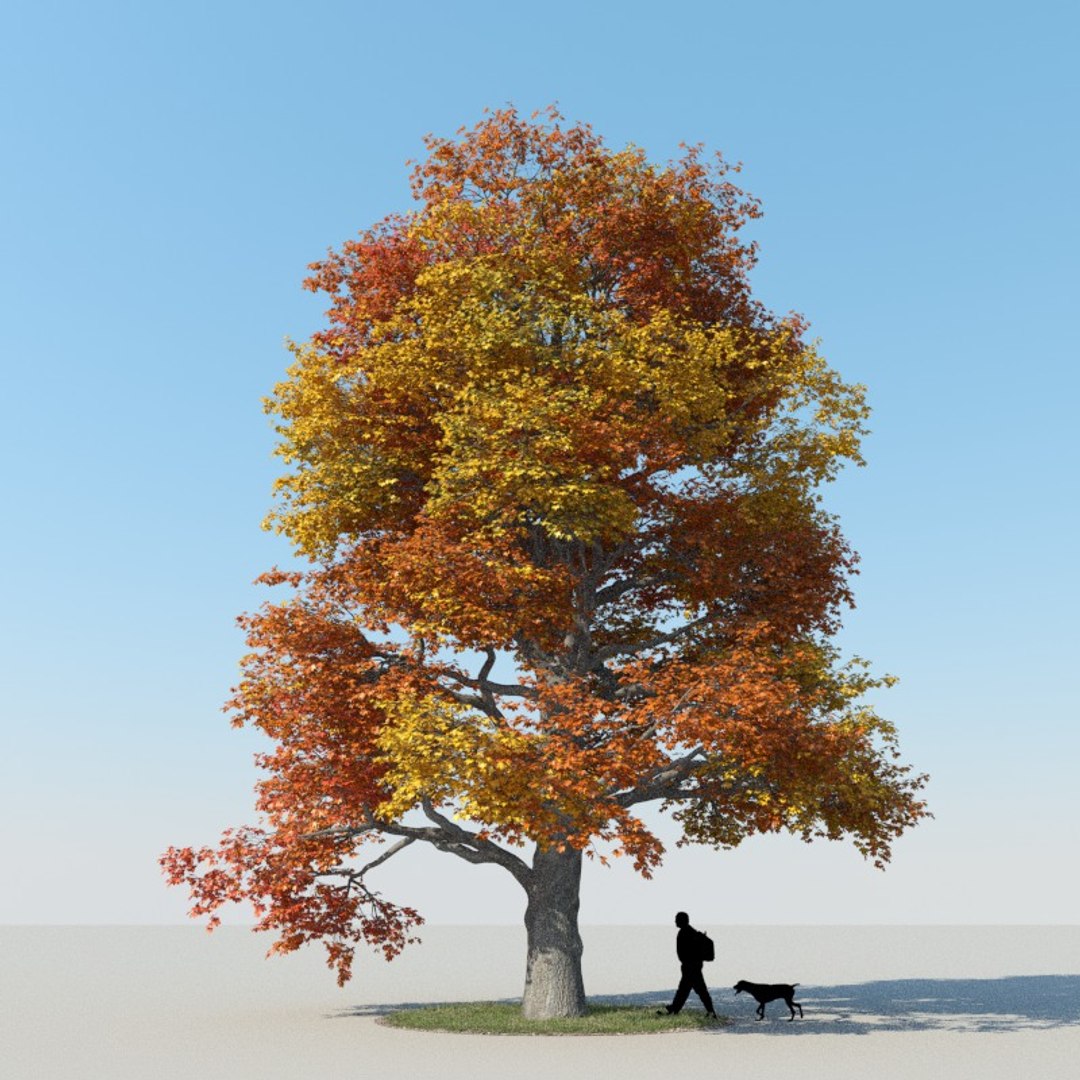 3d Realistic Maple Trees Autumn Model