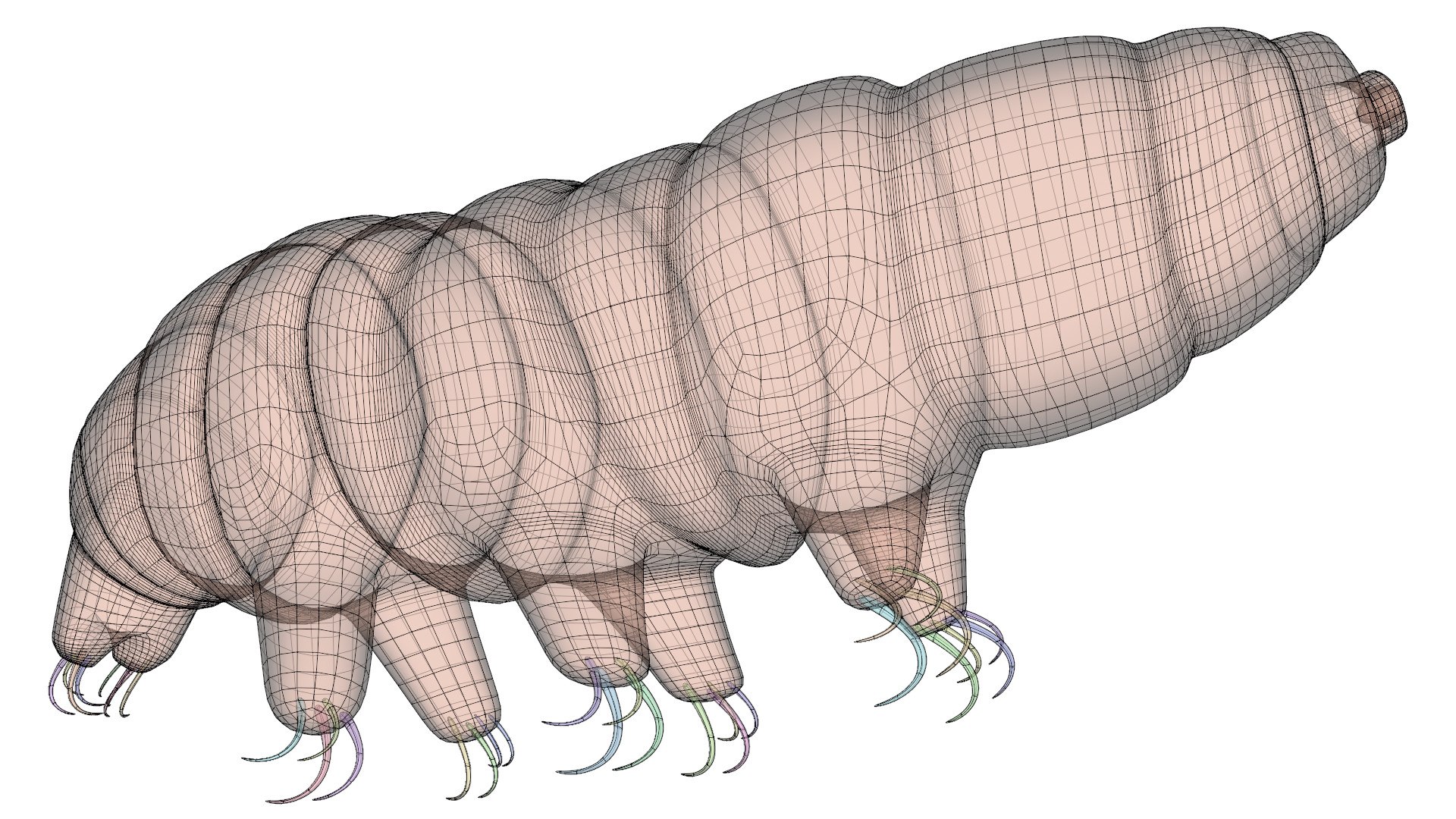 3D Tardigrade Rigged - TurboSquid 1626864
