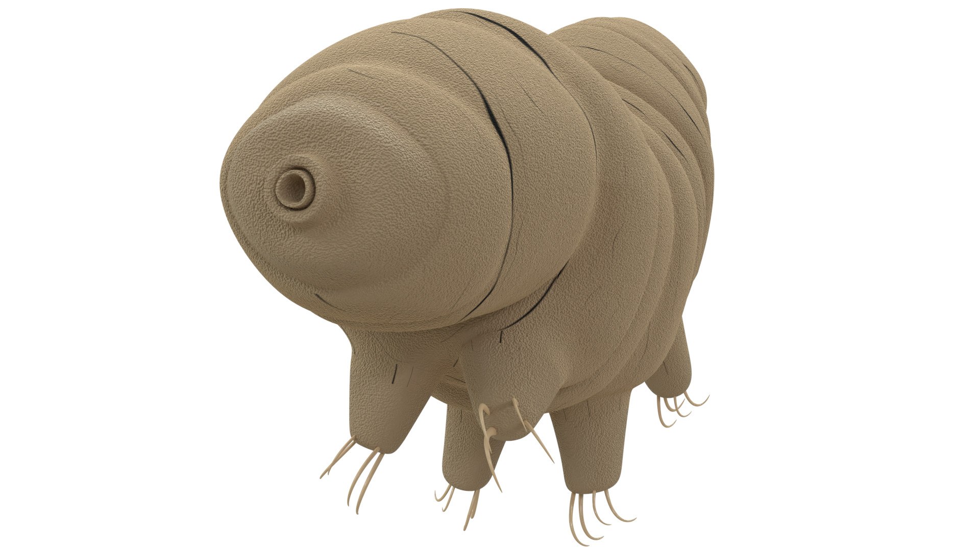 3D Tardigrade Rigged - TurboSquid 1626864