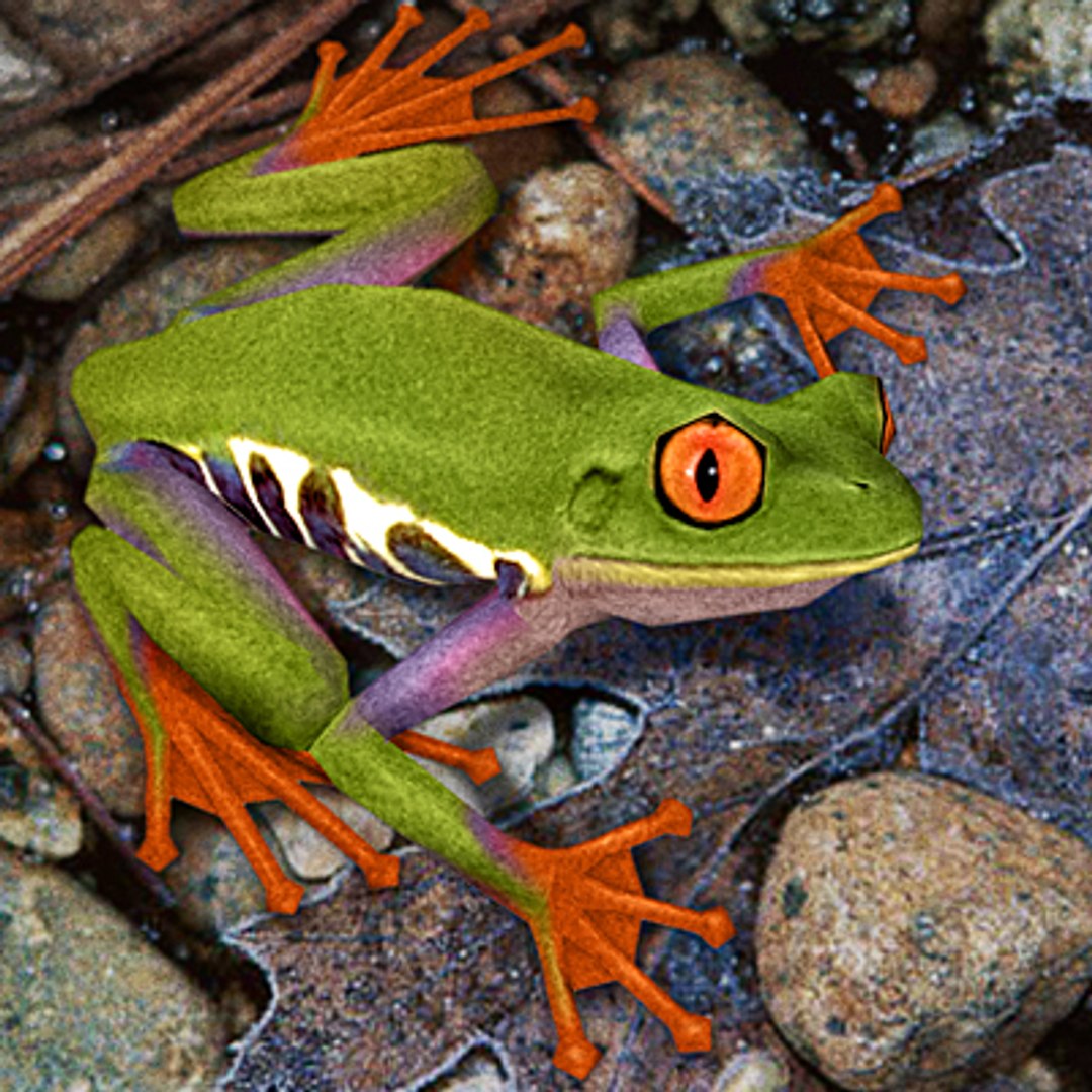 Frog 01 3d Max