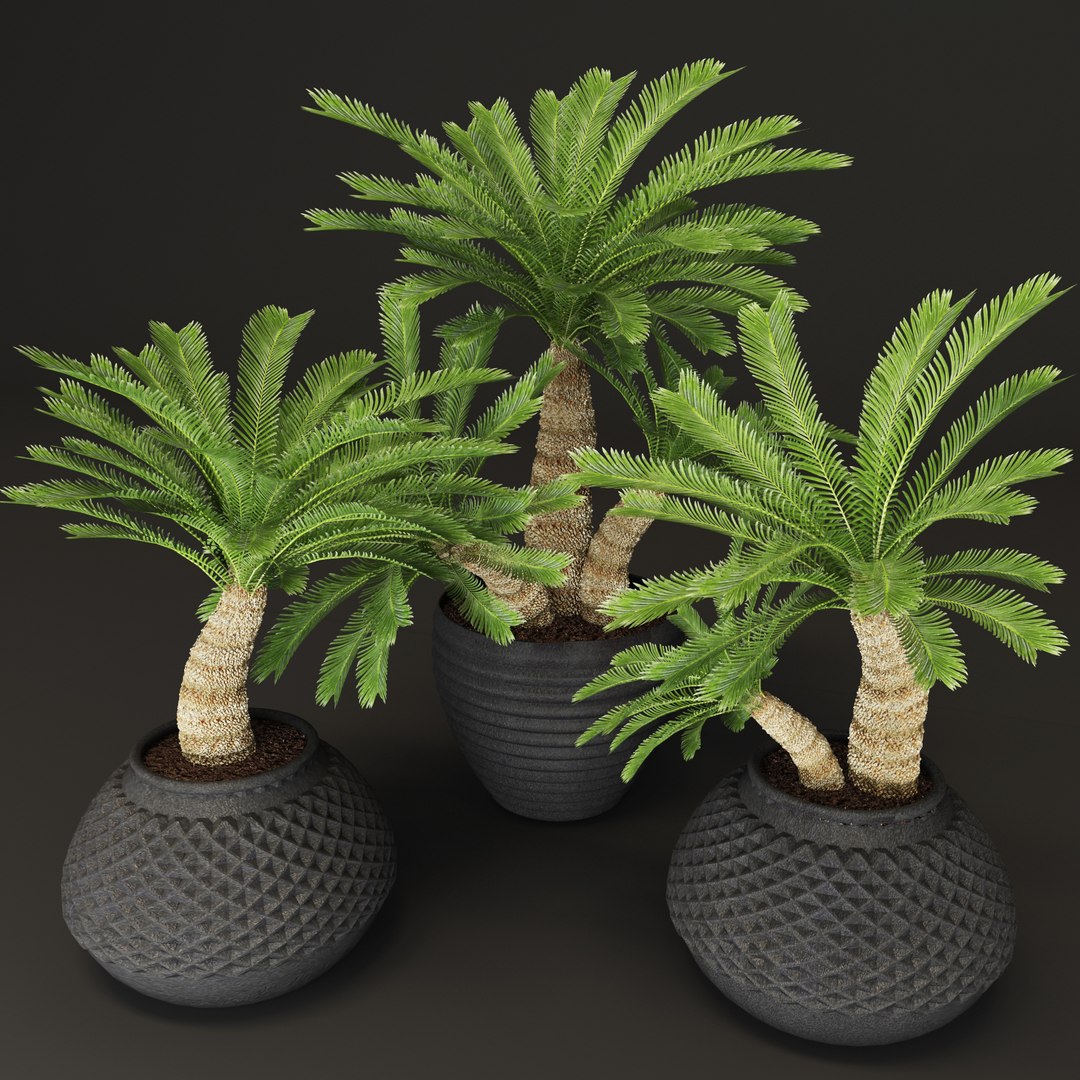 Cycas Palms Tree 3d Max