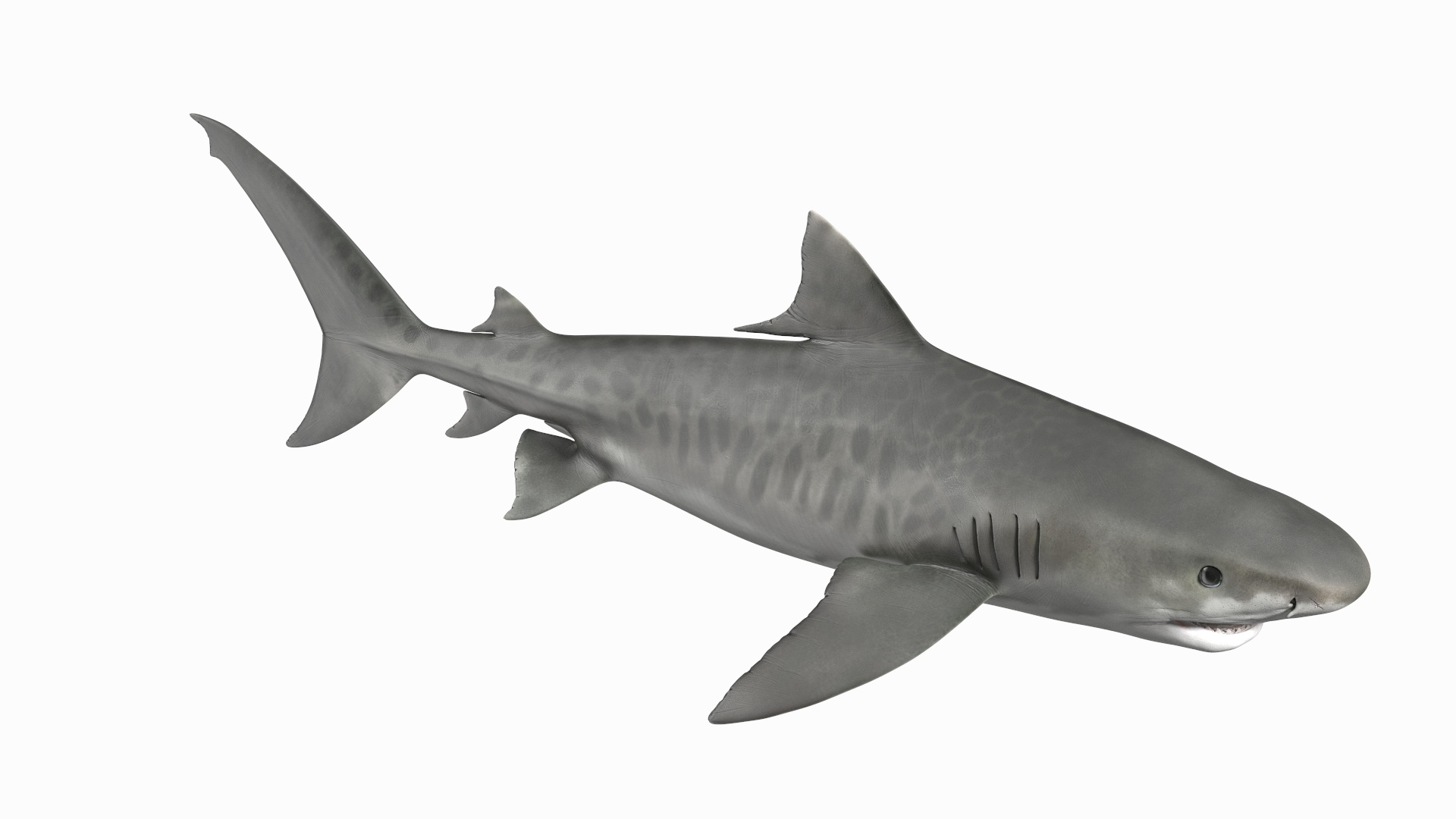 Tiger Shark 3D - TurboSquid 2144473