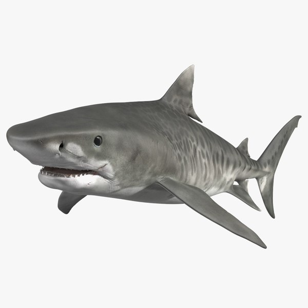 Shark Blender Models for Download | TurboSquid