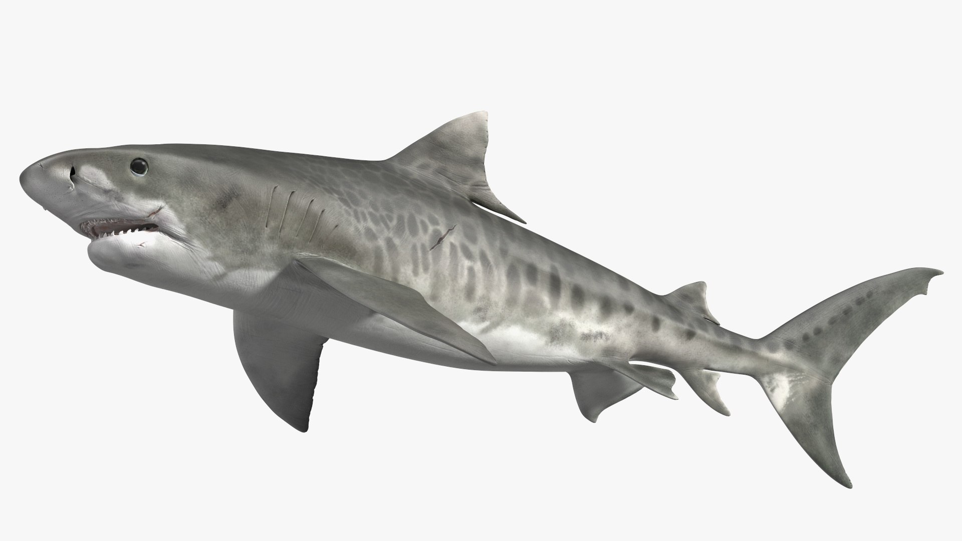 Tiger Shark 3D - TurboSquid 2144473